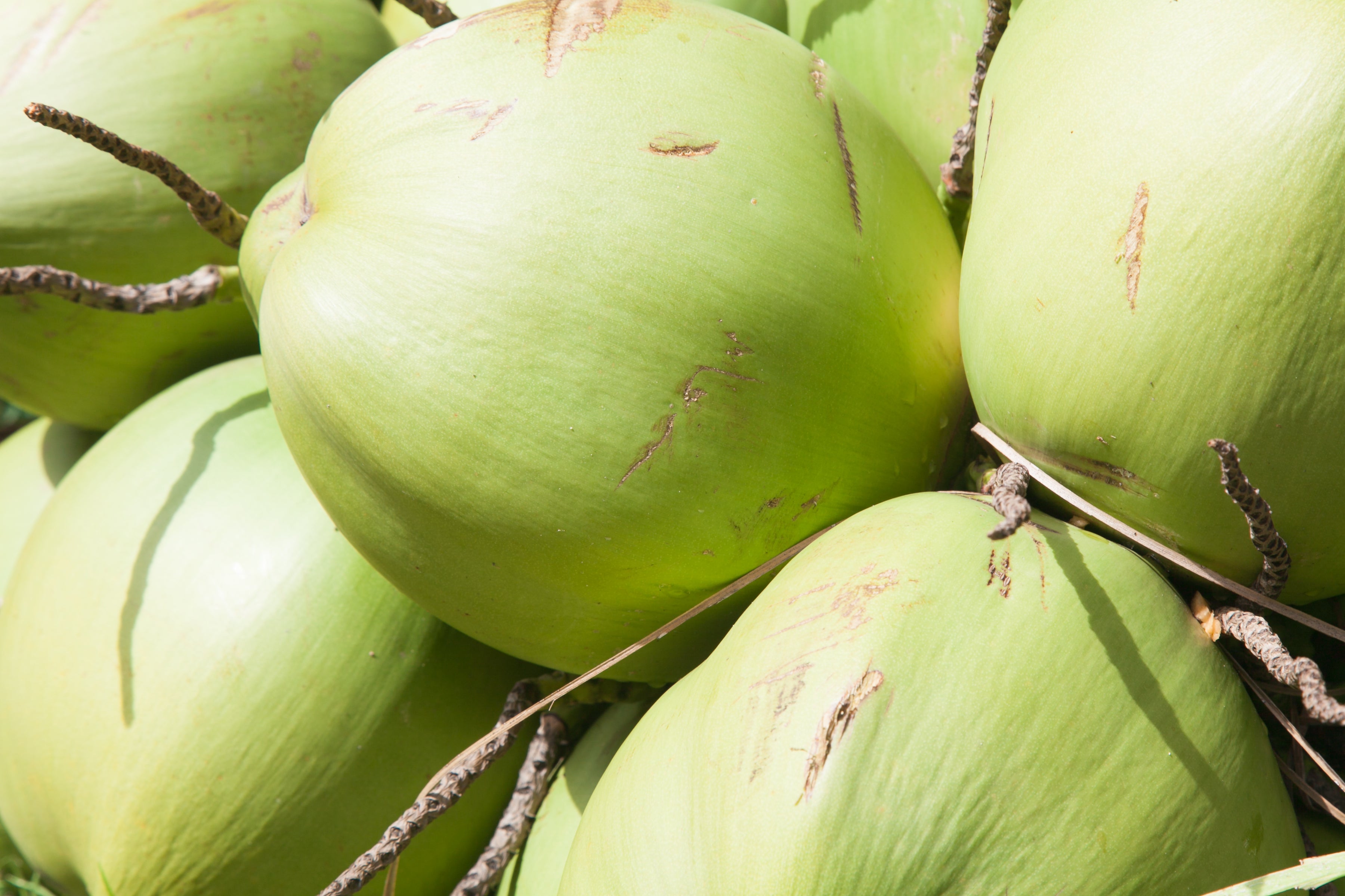 Coral Bay Coconut – Marx Brothers, Inc.